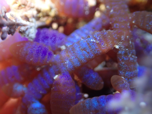 Champia laingii · iNaturalist