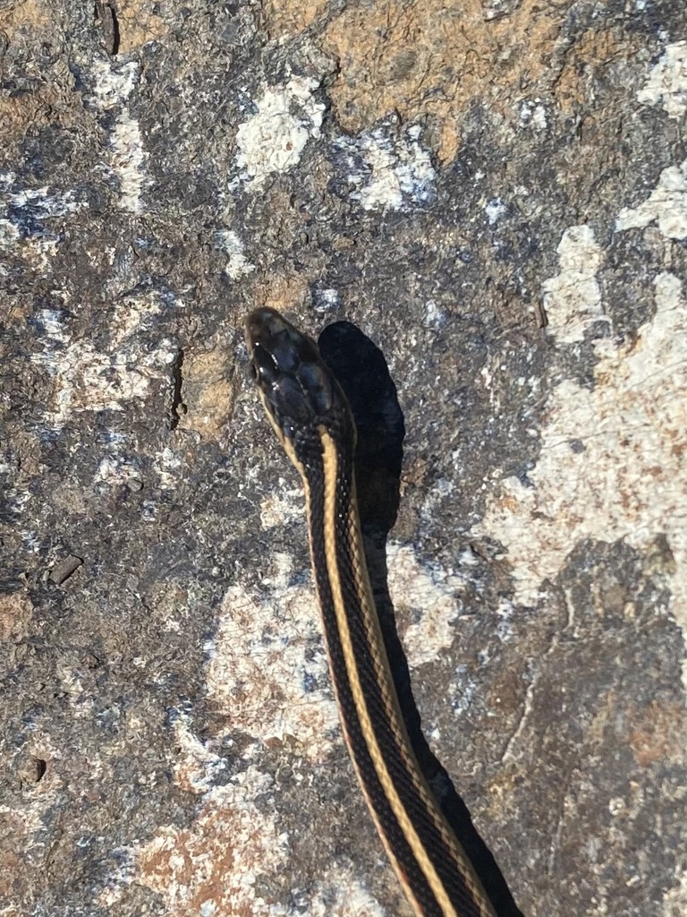 Valley Garter Snake from Deadfall Lakes, Trinity Center, CA, US on June ...