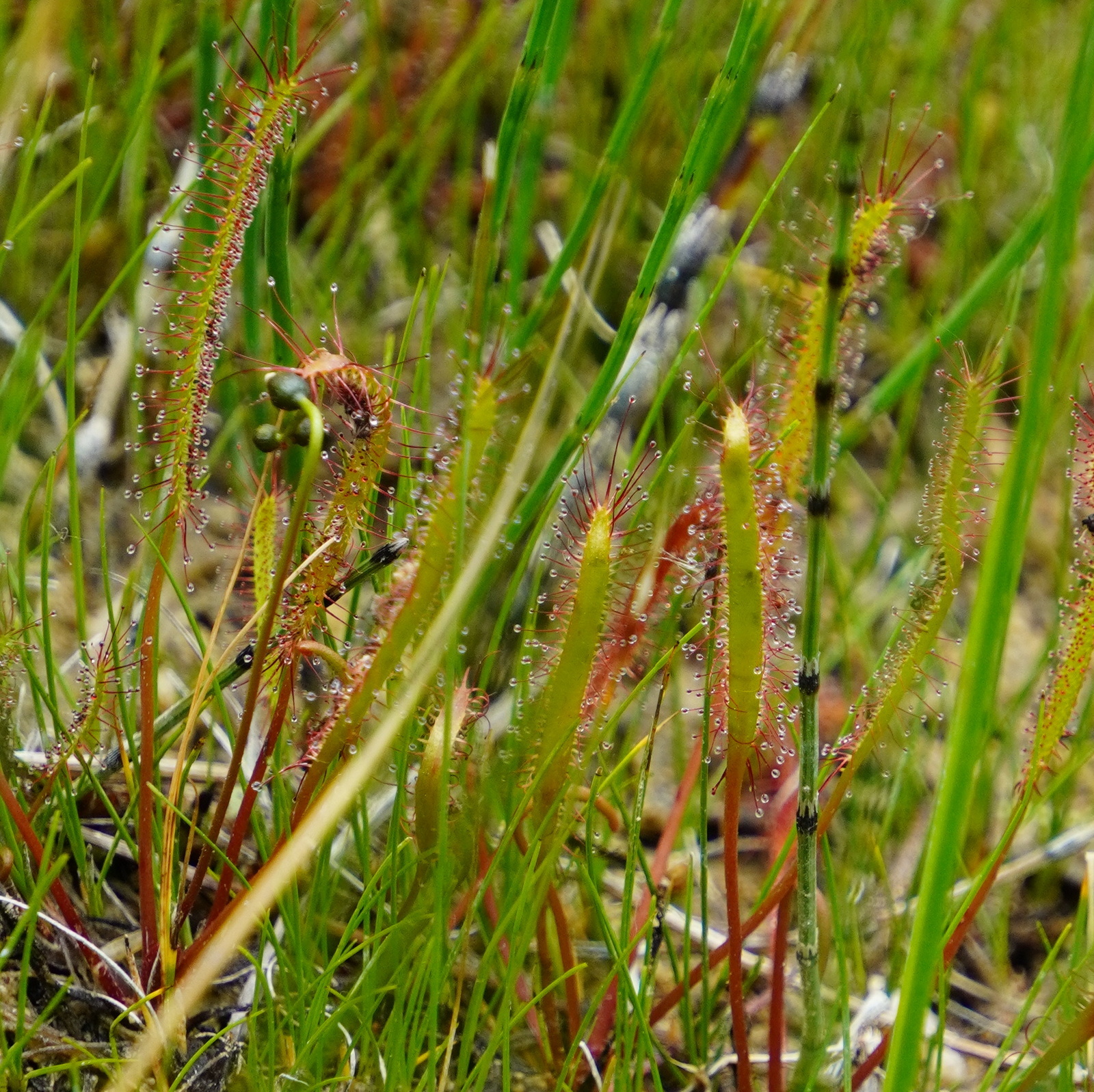Drosera linearis Goldie