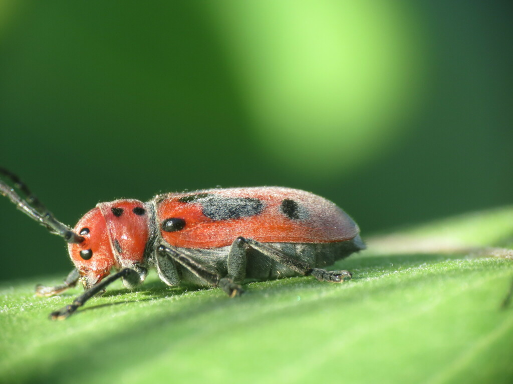 Red Milkweed Beetle from Rockford, IL, USA on June 26, 2022 at 05:47 PM ...