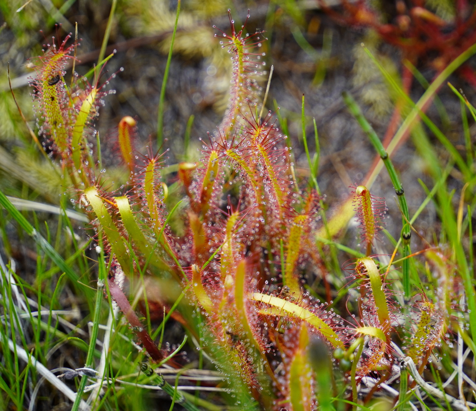 Drosera linearis Goldie