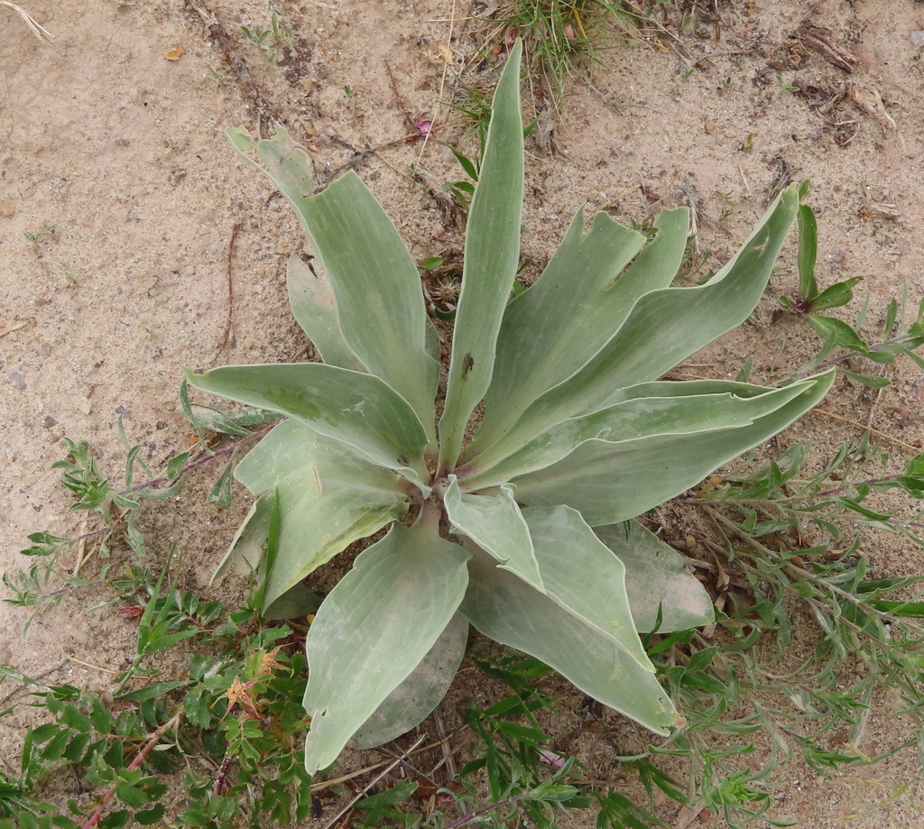 monument plant from El Paso County, CO, USA on June 26, 2022 at 09:11 ...