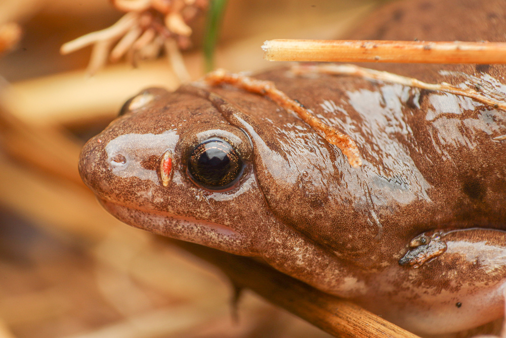 Mazatlan Narrow-mouthed Toad in June 2022 by sirduckington · iNaturalist