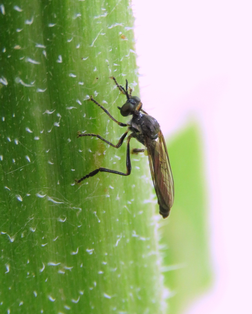 Stripe-legged Robber Fly from Bowling Green, OH, USA on June 26, 2022 ...