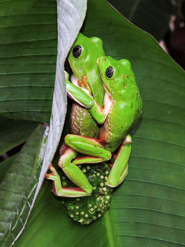 Mexican Giant Tree Frog from Yelapa, Jalisco, MX on June 22, 2022 by ...
