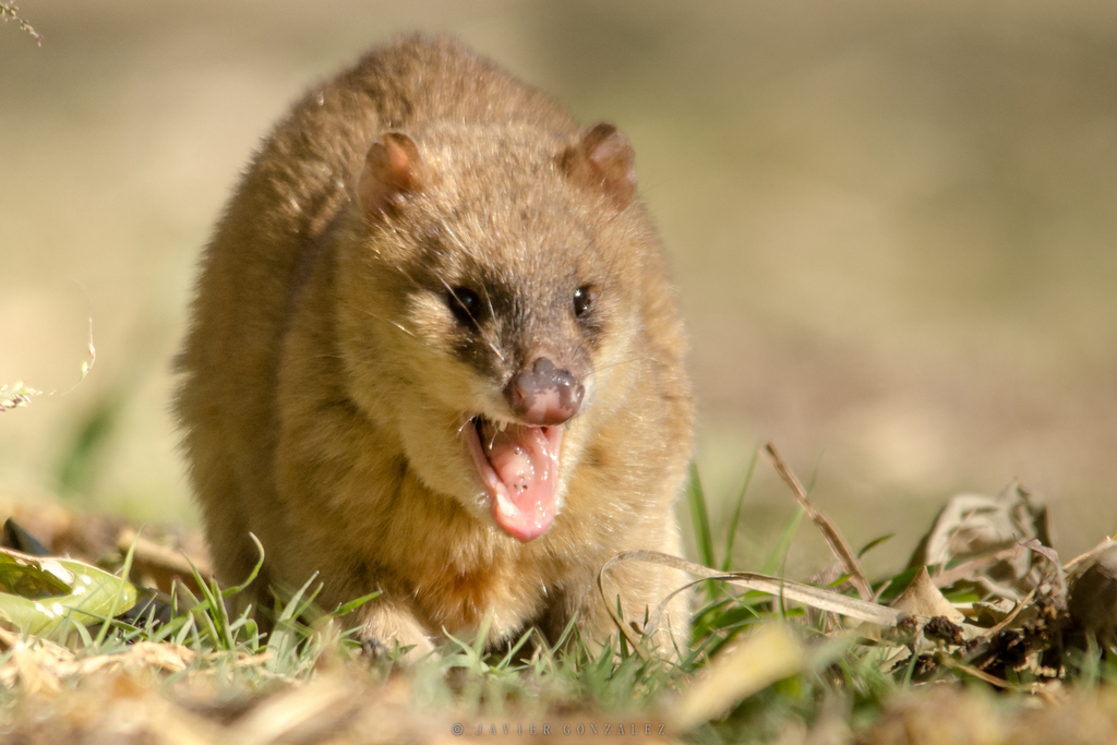 Little Water Opossum from RECS on June 18, 2022 at 11:38 AM by Javier ...