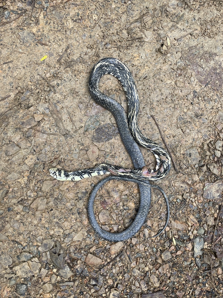 Chicken Snake from Tarrazú, CR-SJ, CR on June 25, 2022 at 08:33 AM by ...