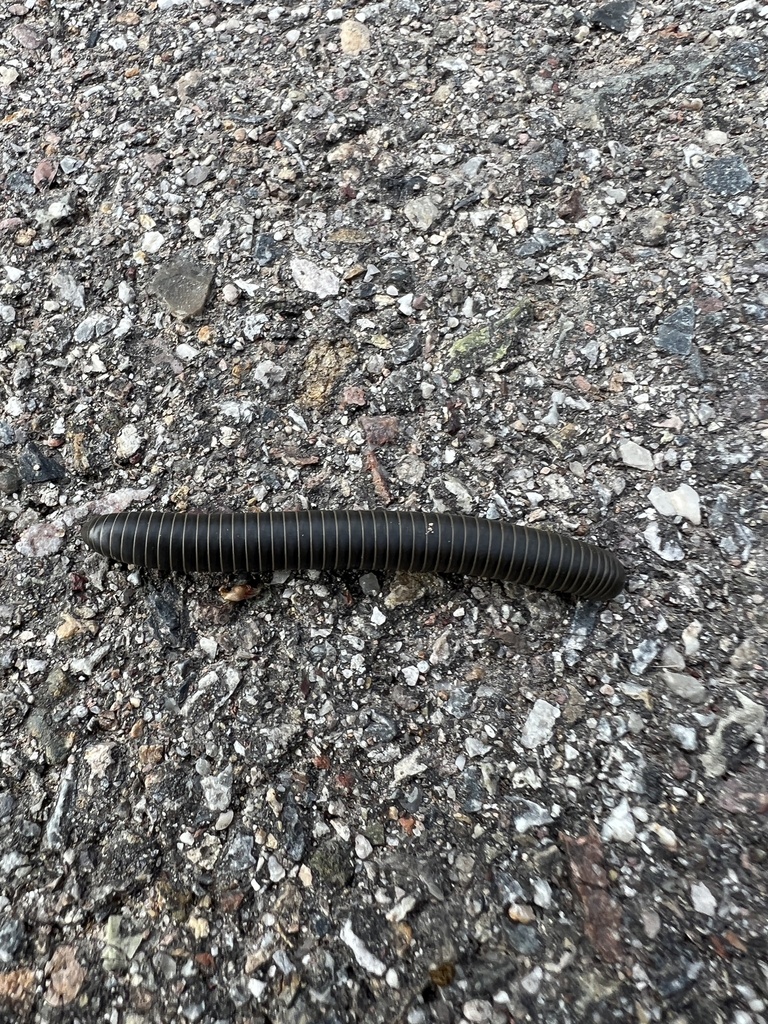 Round-backed Millipedes from Coronado National Forest, Tubac, AZ, US on ...