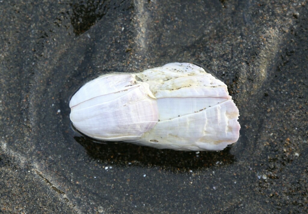 Pink Barnacle from Piha, Auckland, New Zealand on June 25, 2022 at 04: ...