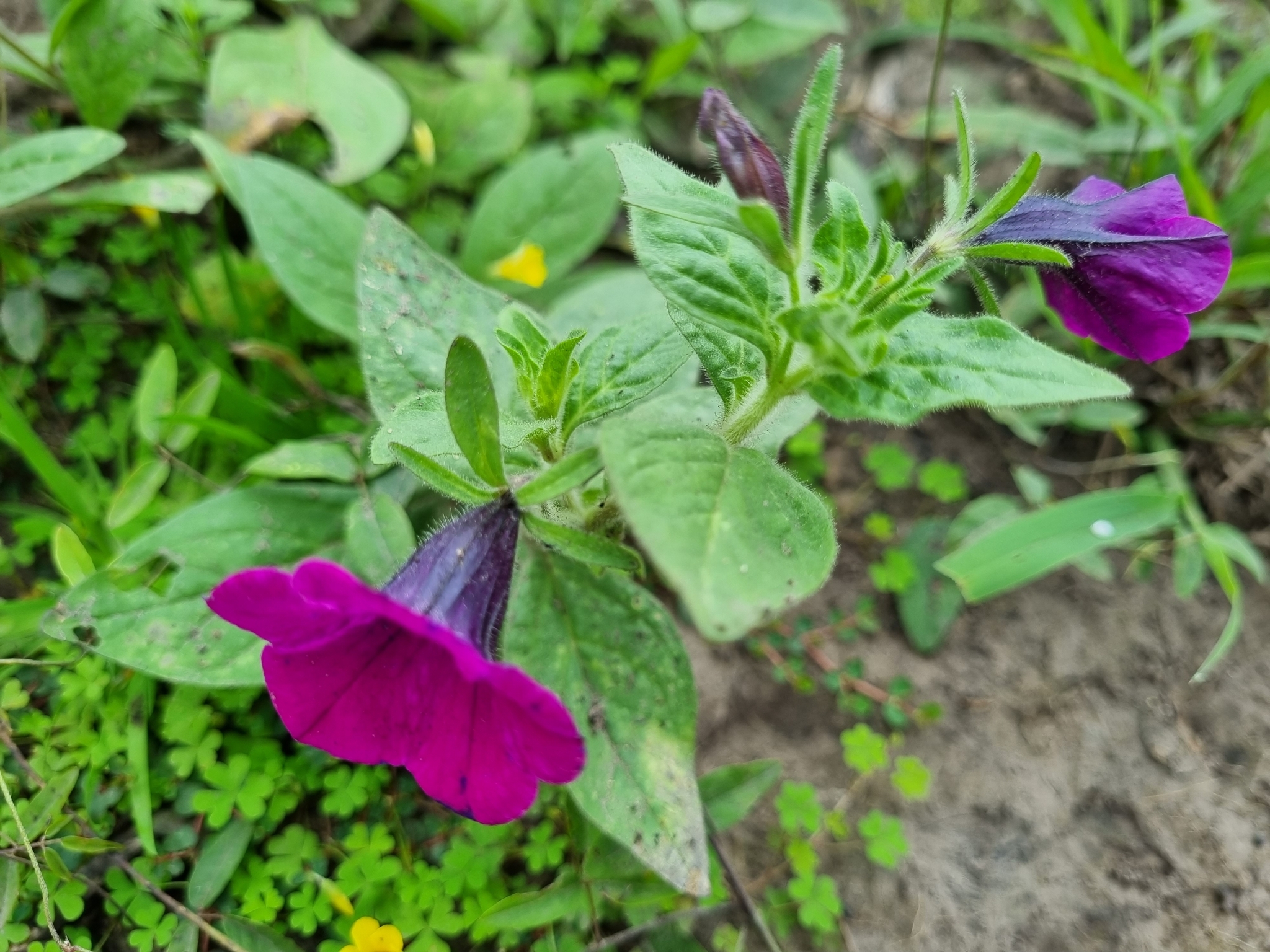 Petunia inflata R.E.Fr.