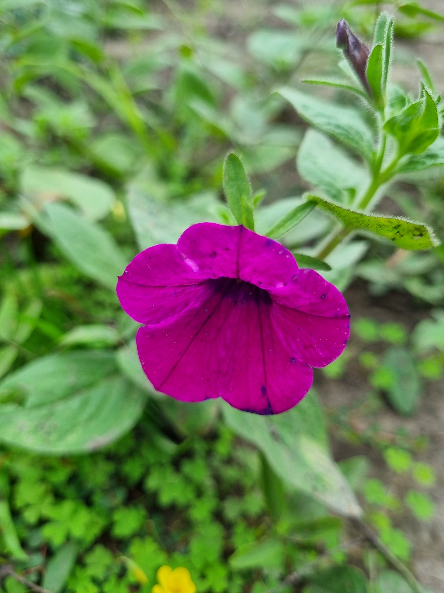 Petunia inflata R.E.Fr.