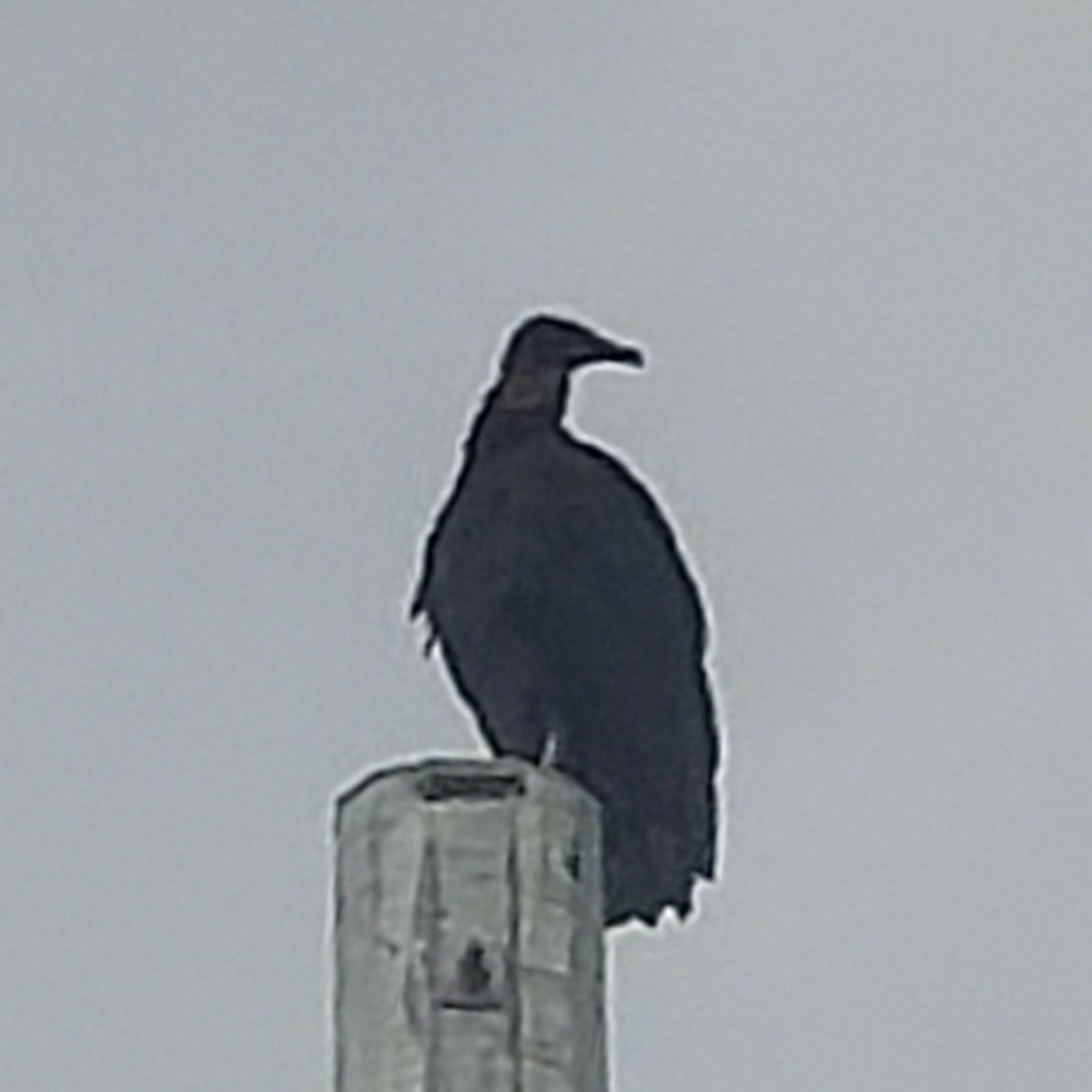 Black Vulture from Reily Township, OH, USA on June 26, 2022 at 02:47 PM ...