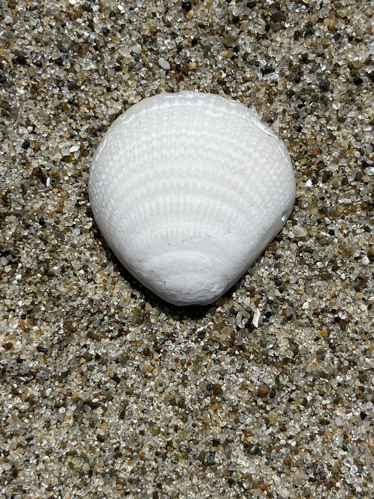 California Bittersweet Clam from Siuslaw National Forest, Florence, OR ...