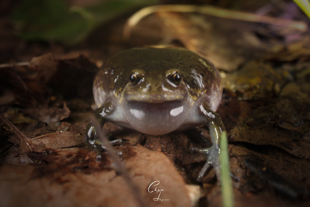 Boreal Digging Frog from Hangzhou West Lake Scenery Spot, Hangzhou ...