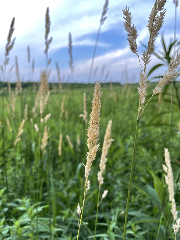 reed canary grass from North West Mercer Park, Lawrence Township, NJ ...