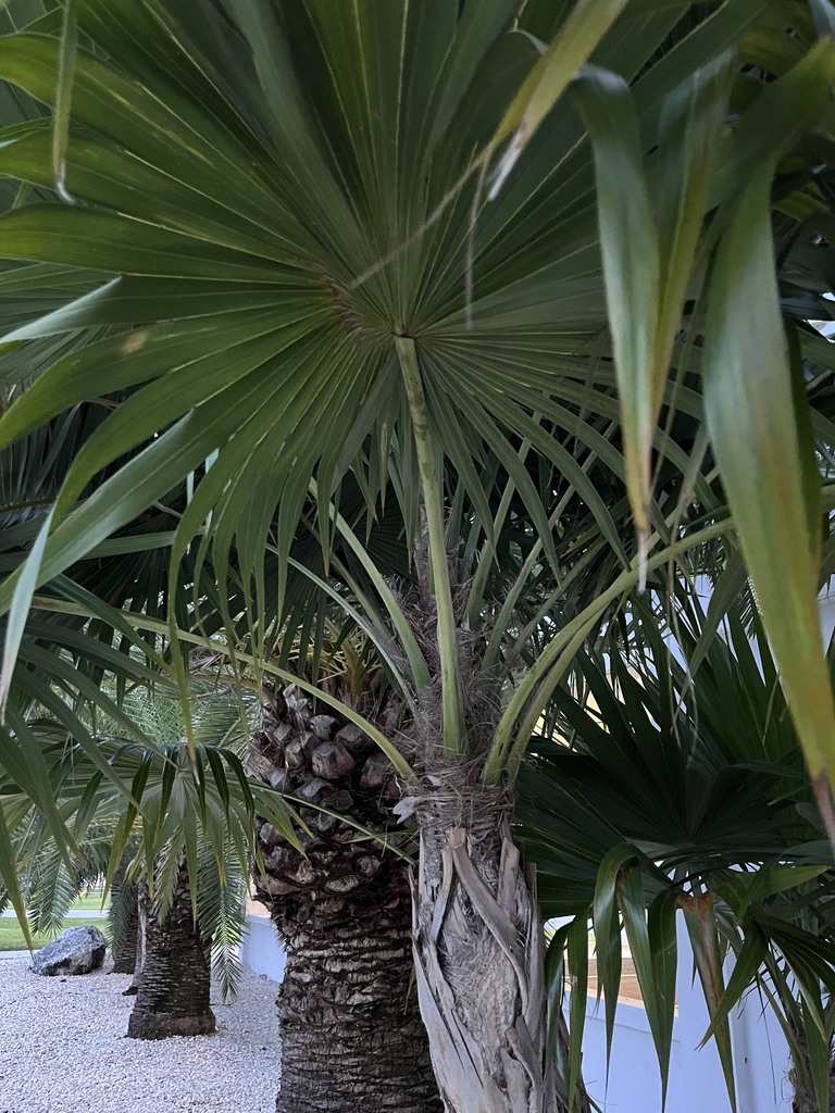 Florida Thatch Palm in June 2022 by Mia Turkington. Glabrous palmate ...