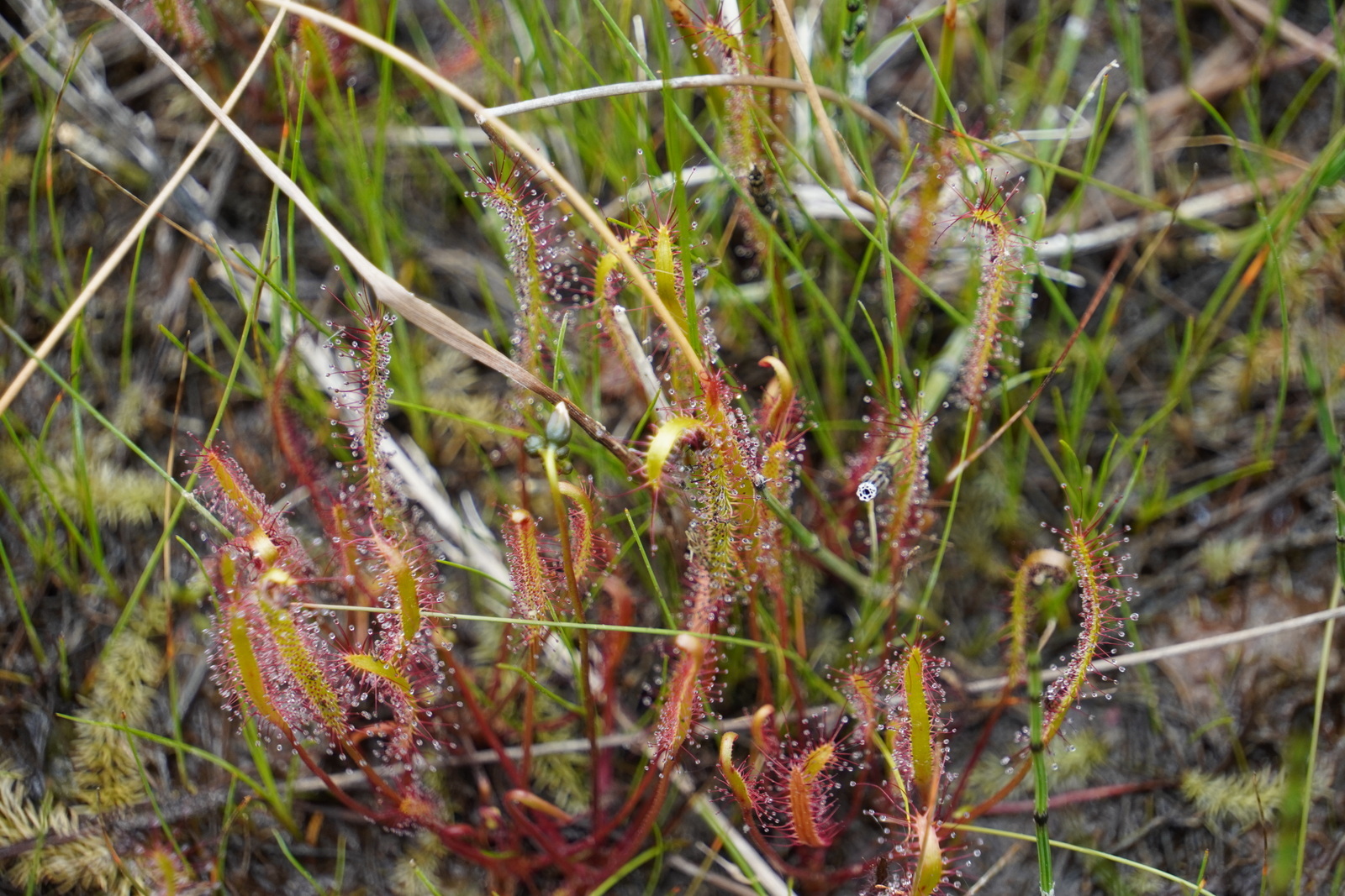Drosera linearis Goldie