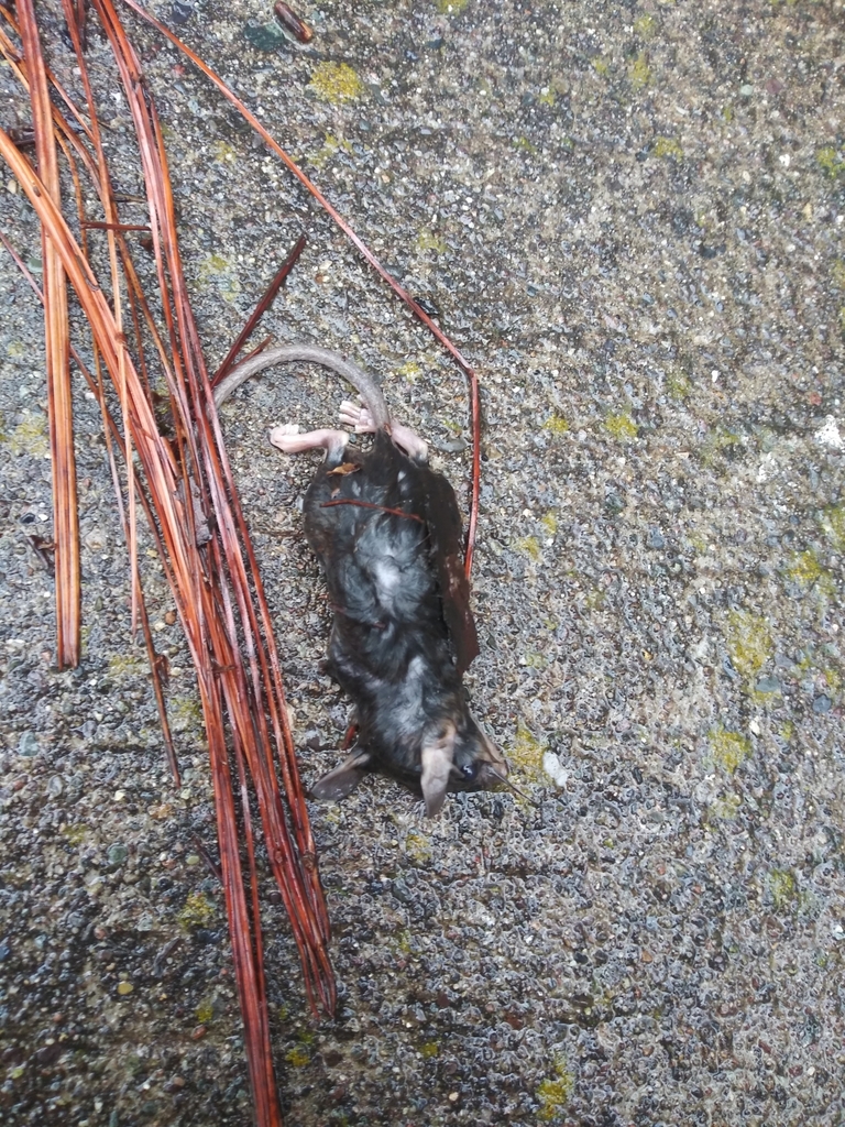 Hamsters, Voles, Lemmings, and Allies in June 2022 by Salamander ...