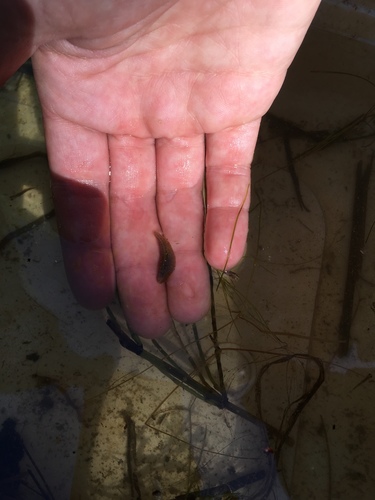 Genus Glossiphonia · iNaturalist