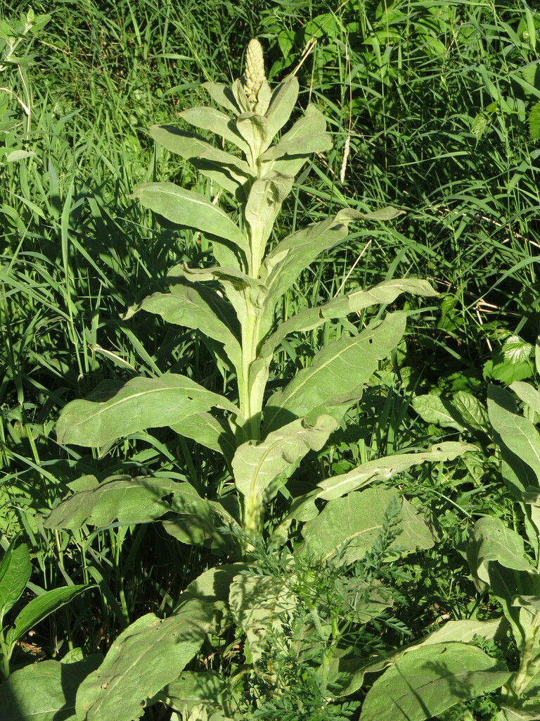 great mullein from Rockford, IL, USA on June 26, 2022 at 06:38 PM by ...