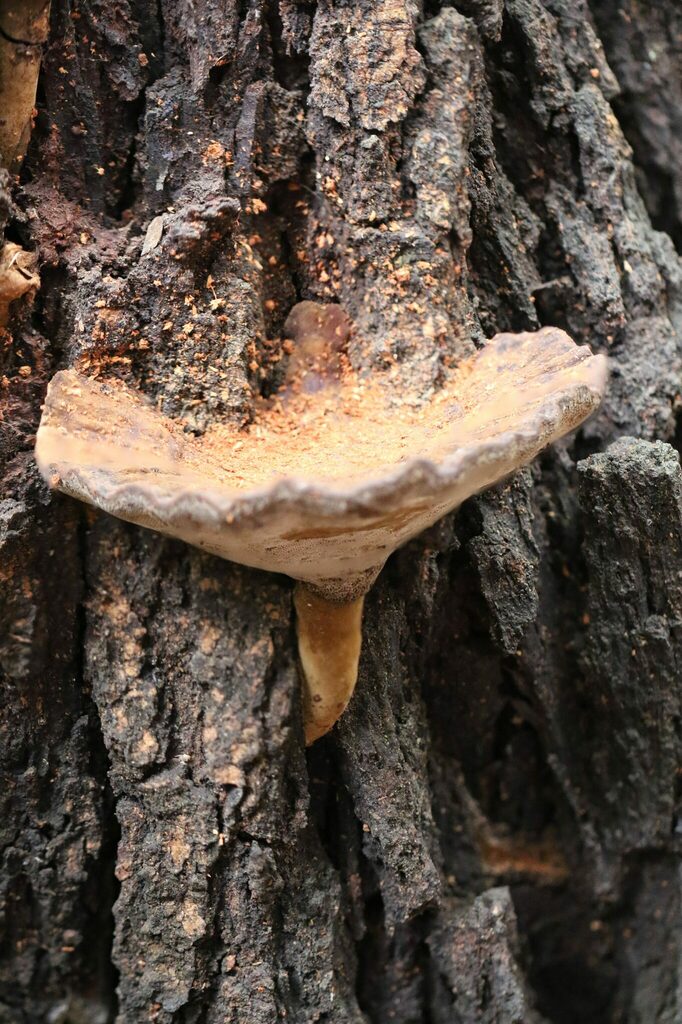red-staining stalked polypore from Calga NSW 2250, Australia on June 24 ...