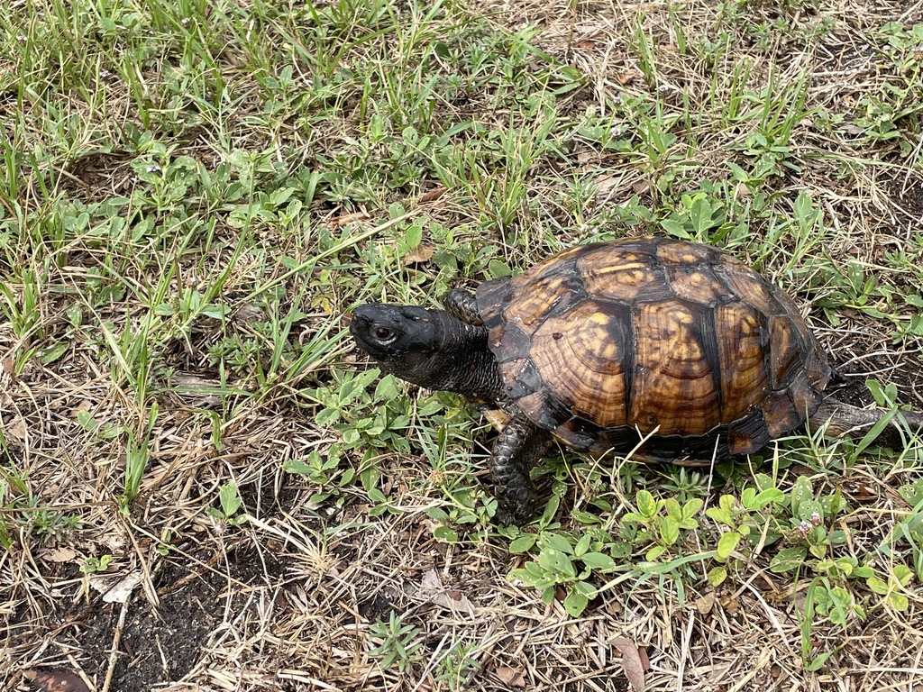 Common Box Turtle in June 2022 by frank08 · iNaturalist