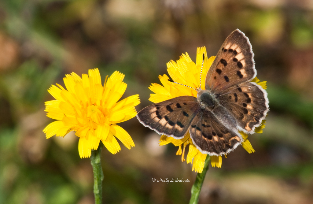 Salt Marsh Copper from Bathurst, NB, Canada on July 27, 2014 at 06:20 ...