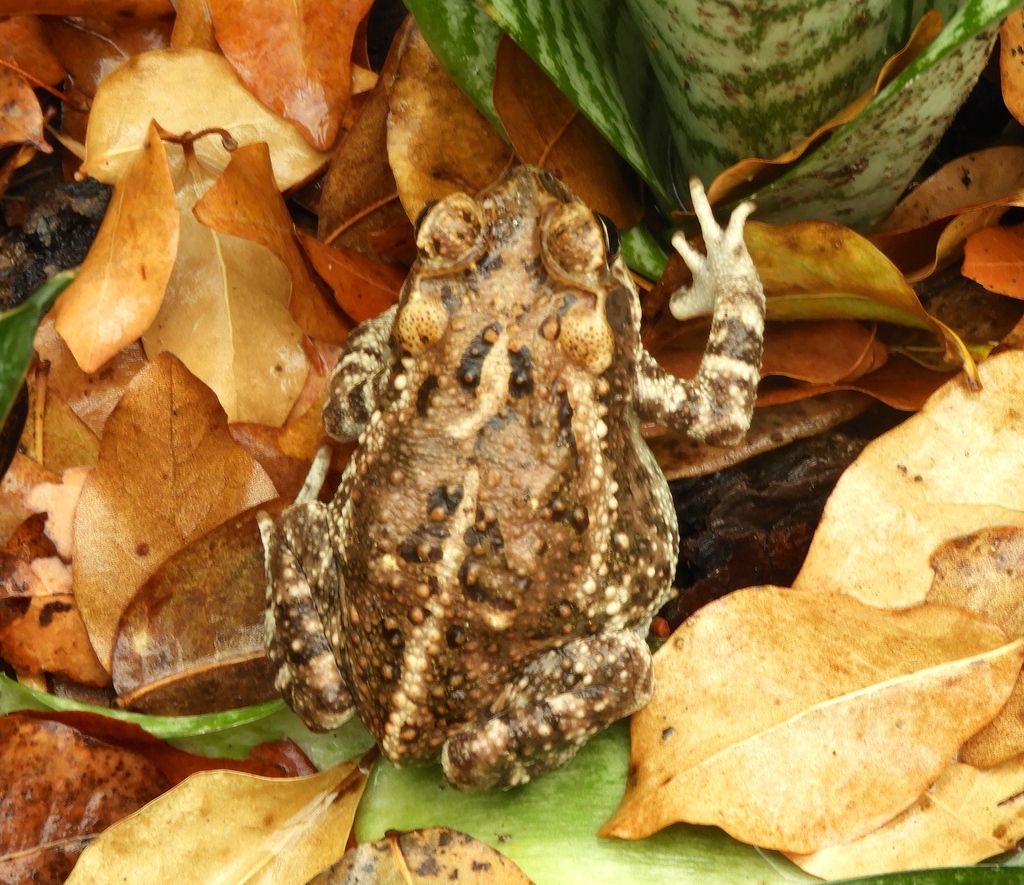 Marbled Toad from Mazatlán, Sin., México on June 25, 2022 at 12:53 PM ...