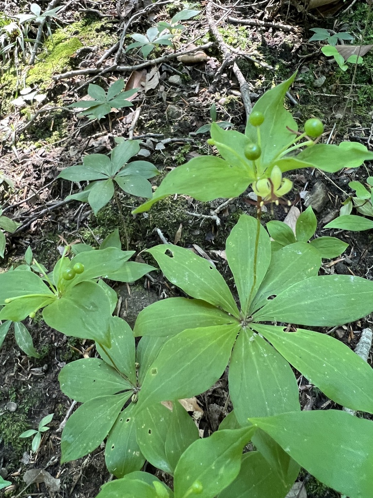 Cucumber Root from Rock Creek Park, Washington, DC, US on June 26, 2022 ...