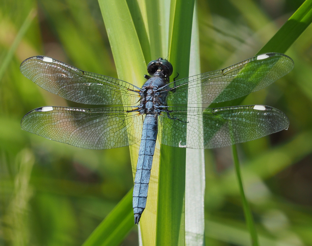 Spangled Skimmer from Fauquier, Virginia, United States on June 26 ...