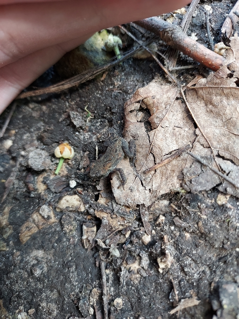 American Toad from Grant County, US-WI, US on June 26, 2022 at 11:32 AM ...
