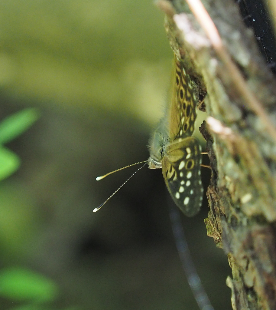 Hackberry Emperor from Fauquier, Virginia, United States on June 26 ...