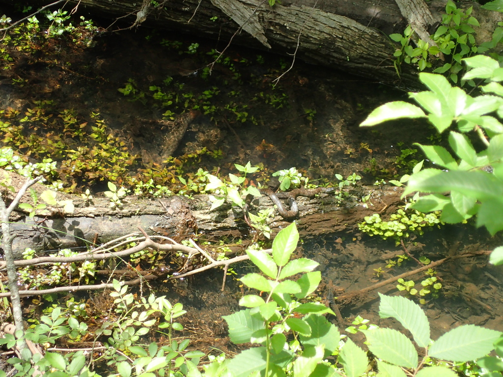 Common Watersnake from Champaign County, OH, USA on June 26, 2022 at 12 ...