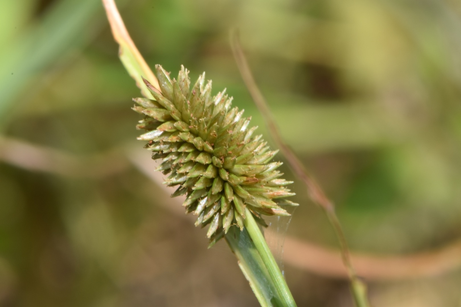 Cyperus retrorsus Chapm.