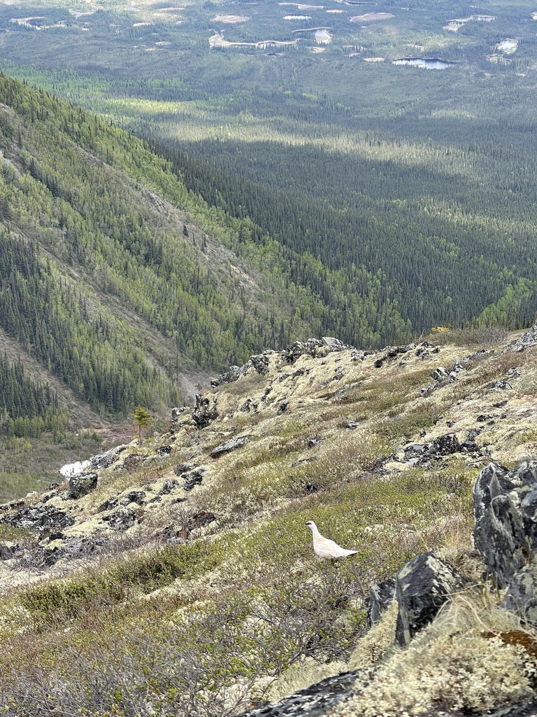 Rock Ptarmigan from Elsa, YT, CA on June 5, 2022 at 02:25 PM by ...