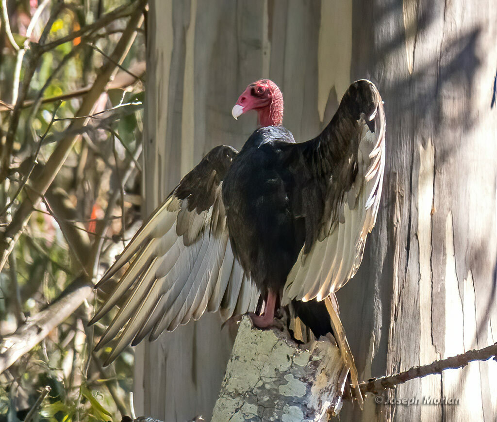 Turkey Vulture from San Pedro Valley County Park, San Mateo, Golden ...