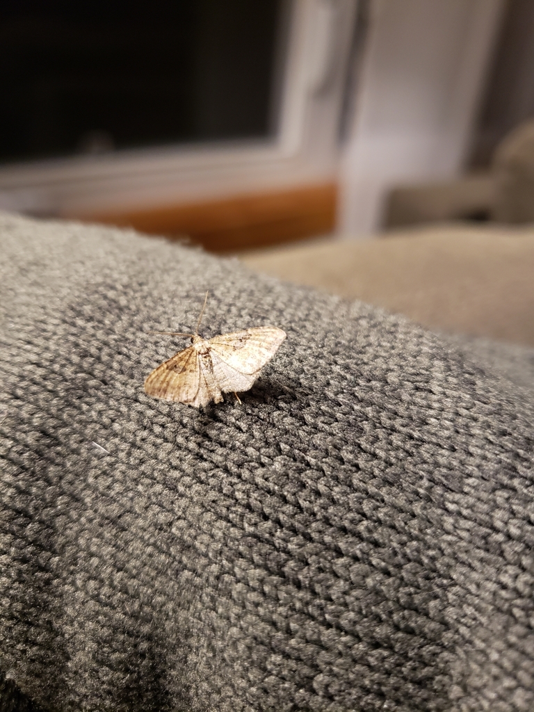 Pug Moths & Allies from Rouyn-Noranda, CA-QC, CA on June 26, 2022 at 10 ...