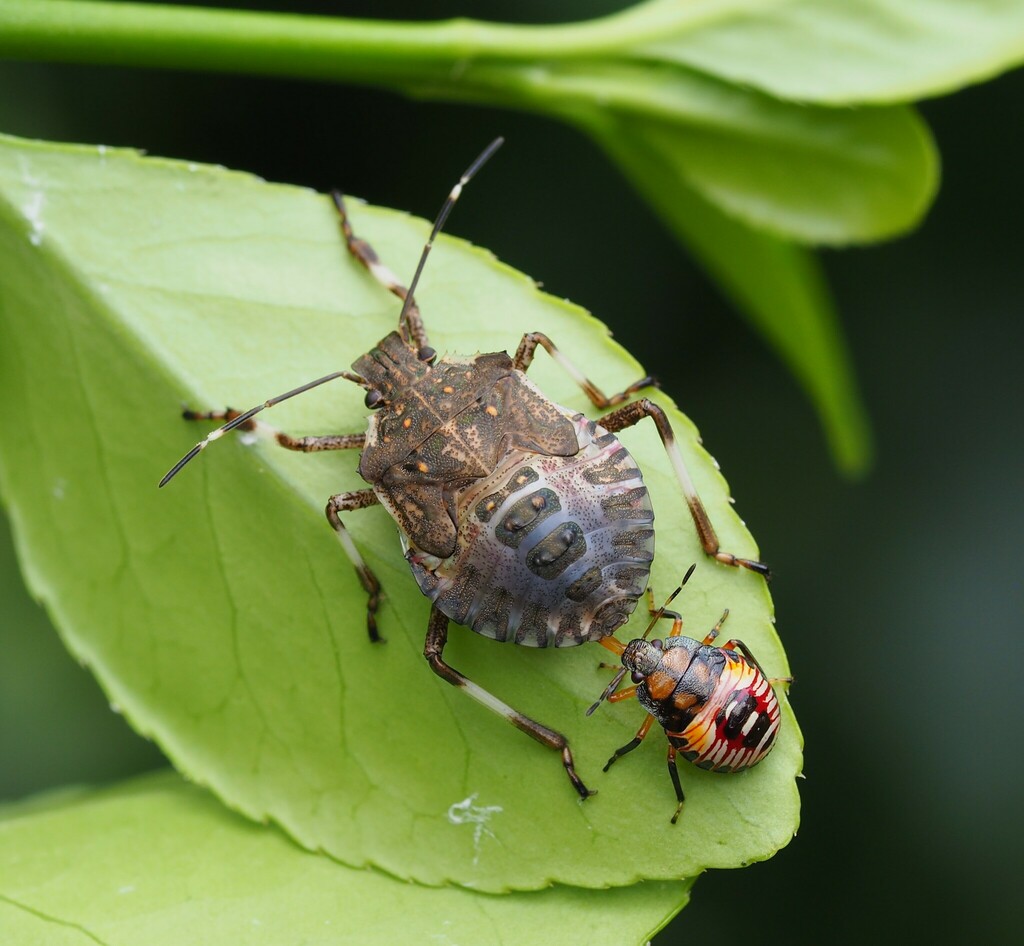 Brown Marmorated Stink Bug from Lenoir, NC, USA on June 26, 2022 at 02: ...