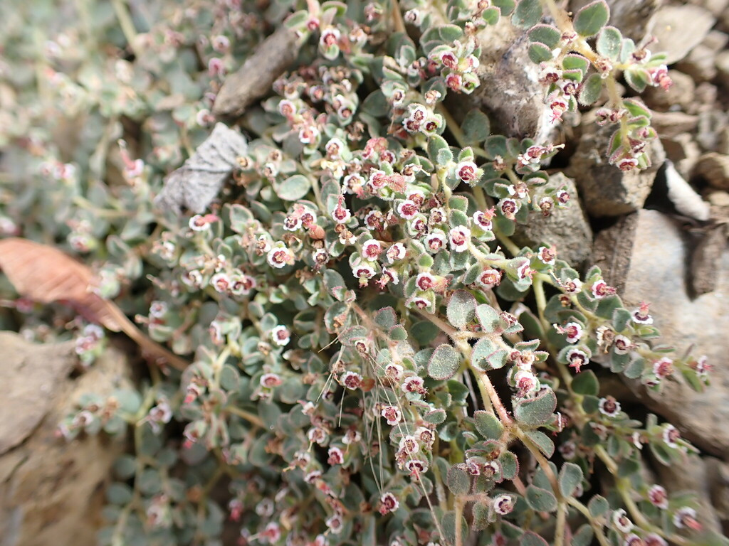 smallseed sandmat from Ventura County, CA, USA on June 26, 2022 at 10: ...