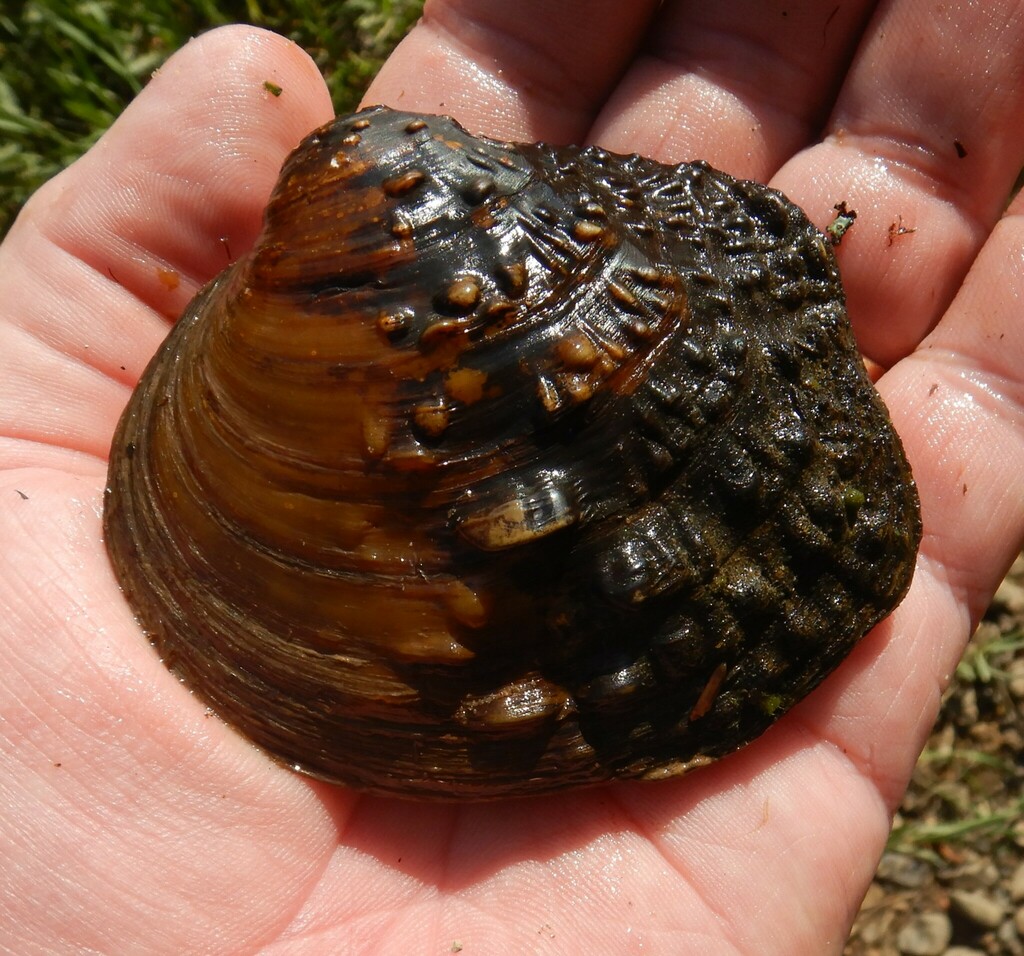 Purple Wartyback from Bear Creek, mouth of Rock Creek, along Natchez ...