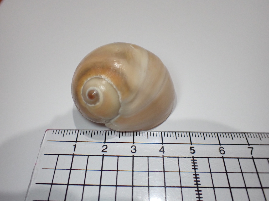 Bladder Moon Snail from Melbourne VIC, Australia on June 27, 2022 at 12 ...