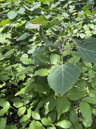 Populus davidiana · iNaturalist Ecuador