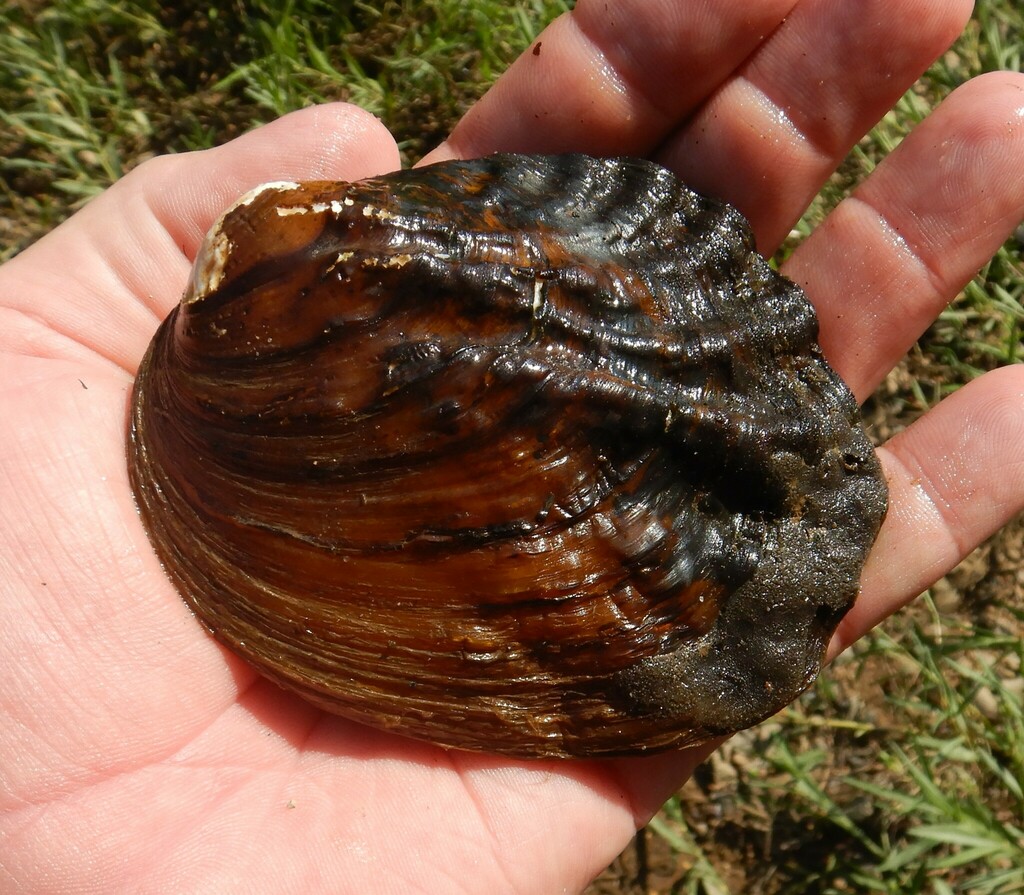 Three-ridge Mussel from Bear Creek, mouth of Rock Creek, along Natchez ...