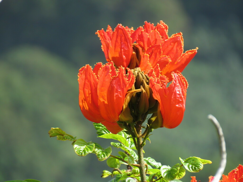 Tulipán africano (Biodiversidad de Cáqueza) · iNaturalist