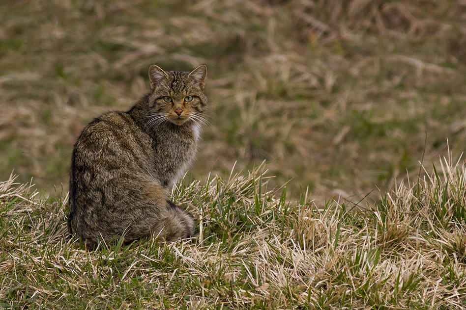 European Wildcat (Felis silvestris) - Know Your Mammals