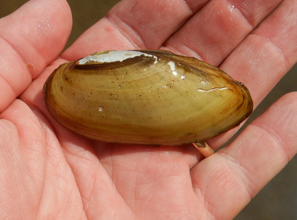 Yellow Sandshell from Bear Creek, Natchez Trace Pkwy, Bear Creek Picnic ...