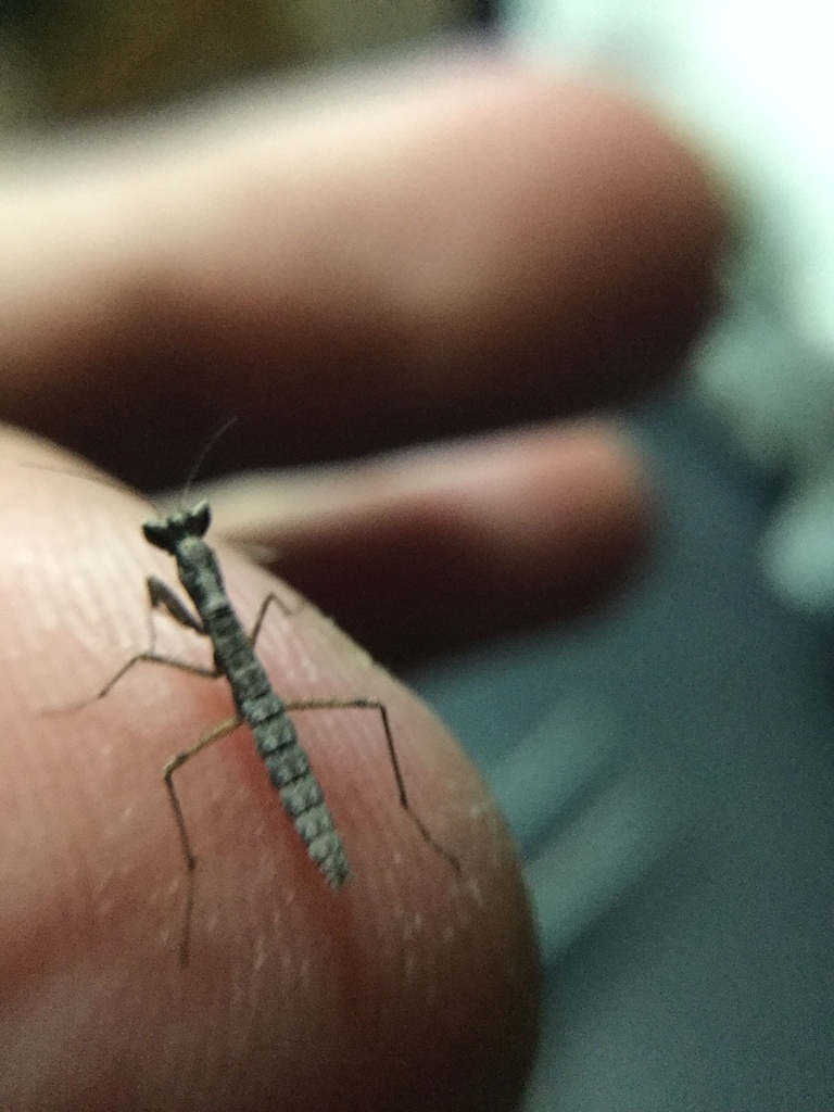 American Ground Mantises from Clayford St, San Diego, CA, US on June 30 ...