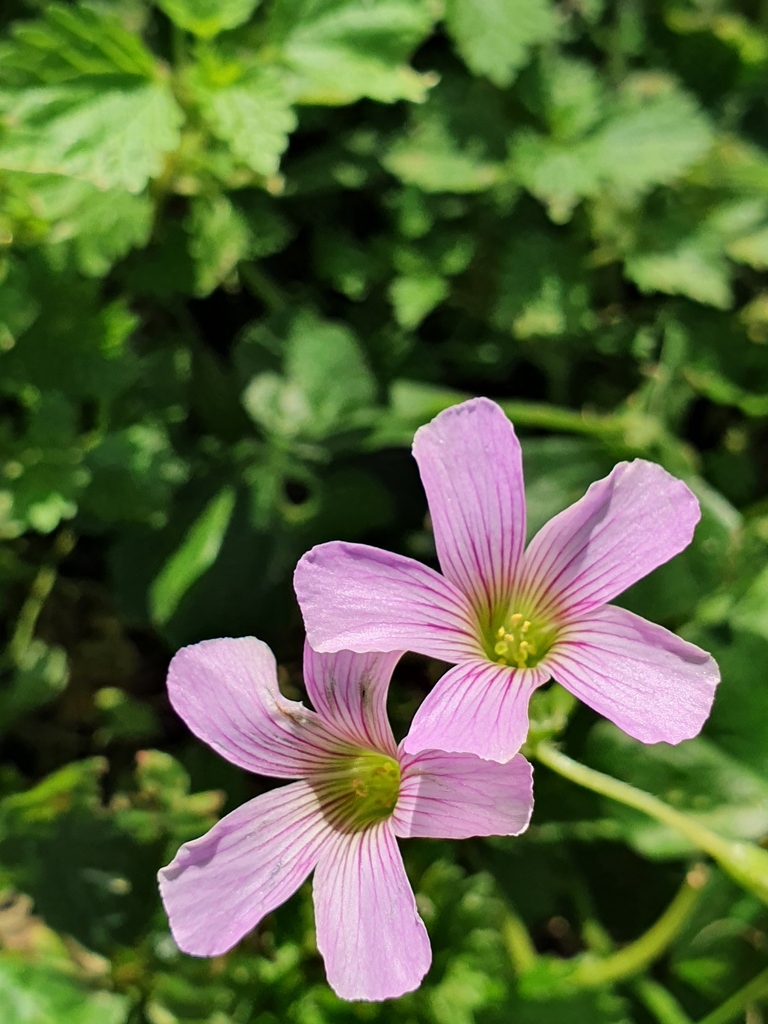 Largeflower pink-sorrel from Lutwyche QLD 4030, Australia on June 27 ...
