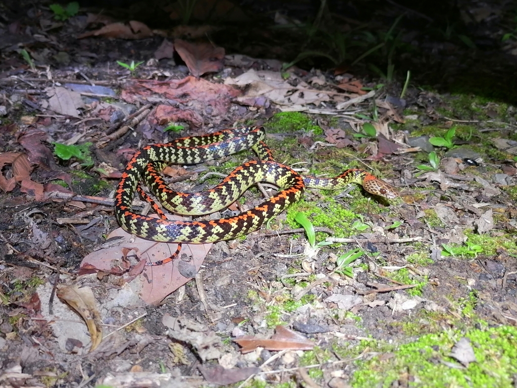 Panama Spotted Night Snake from Diego Martin Regional Corporation ...