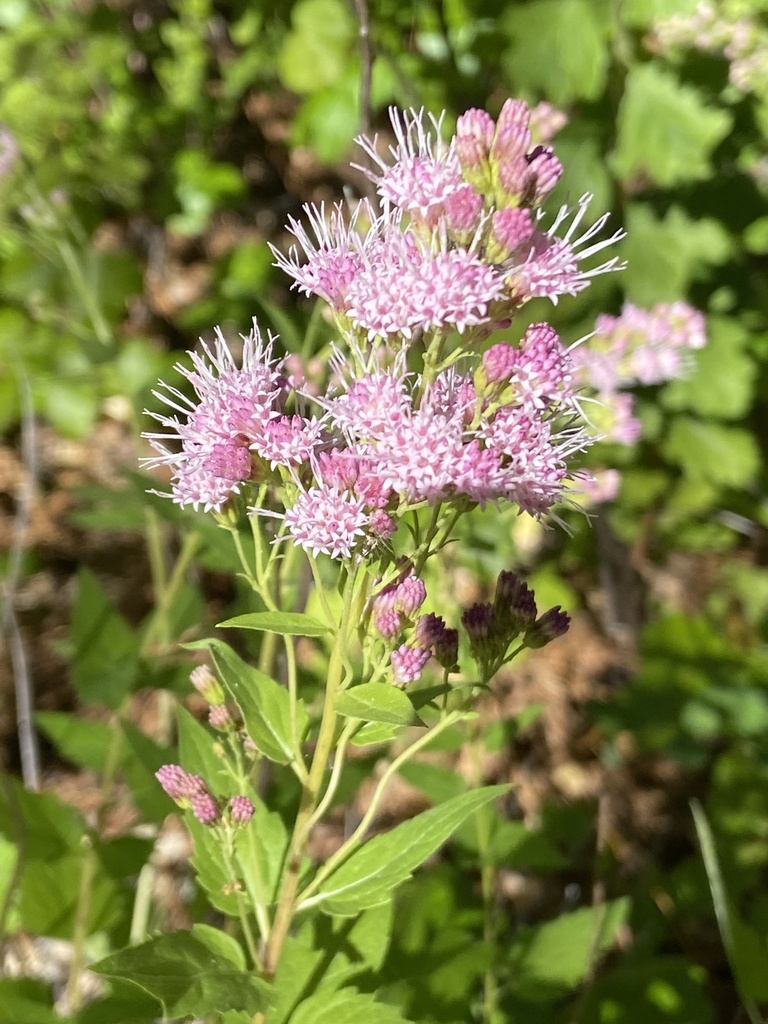 Western Snakeroot from Trinity River, Burnt Ranch, CA, US on June 26 ...